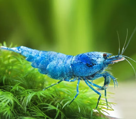 Best Online Aquarium in Sri Lanka - Aqua Planet