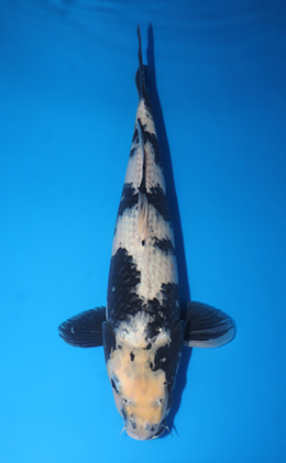 Shiro Utsuri - Koi Fish - Above 12 inch - (Price per pair) - Aqua Planet