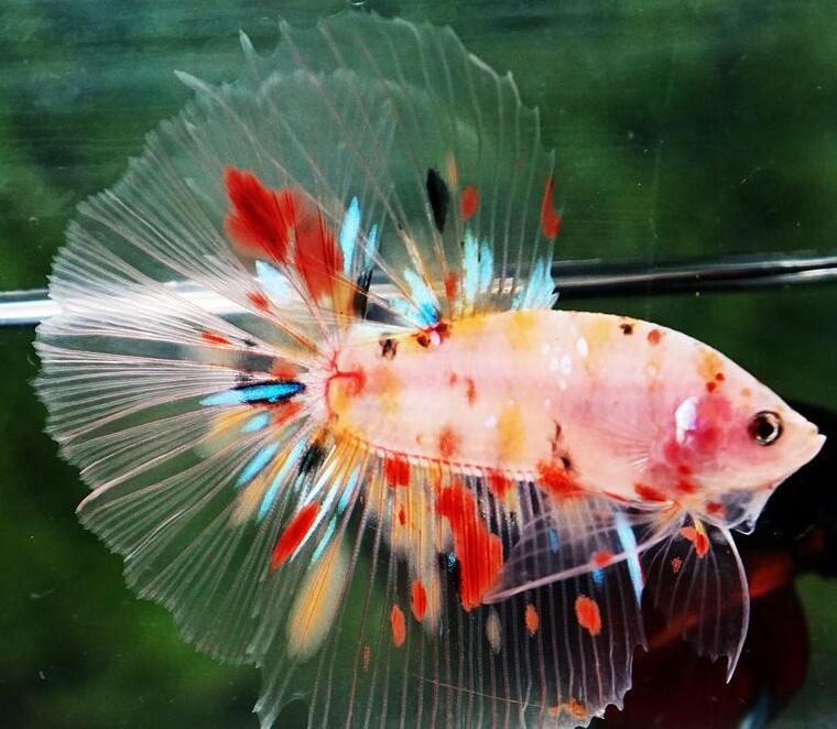 Betta Fish HM Nemo Dot Yellow Base - Beautiful & Rare Exported Quality ...