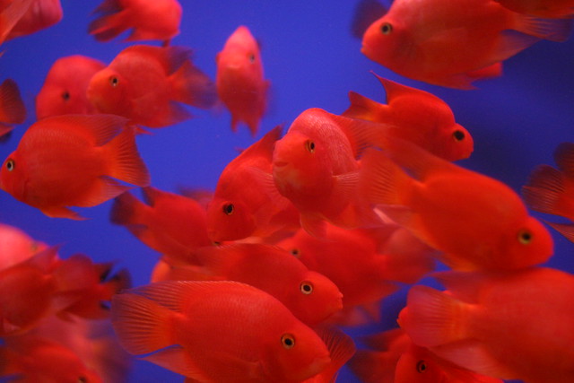 Exotic Blood Red Parrot Fish - Imported from Sri Lanka - Aqua Planet