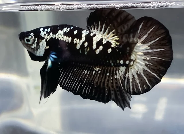 Black Mamba Betta Fish - Rare in Sri Lanka - Aqua Planet